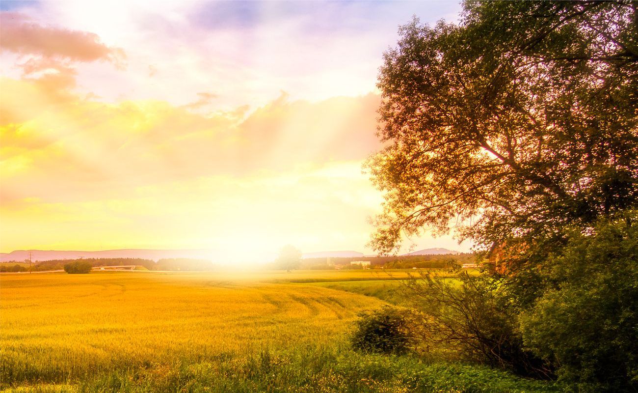 How Much Sun For Cannabis? – GROW FOLK