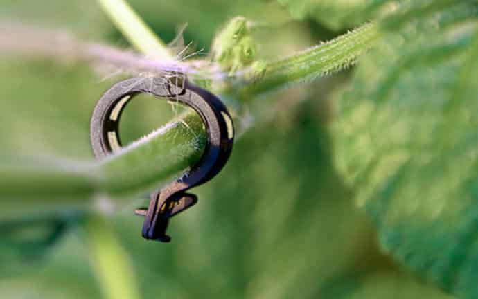 Easy Clips Vine Cucumber Tomato Support - Pack of 10, 100 or 1000 ...