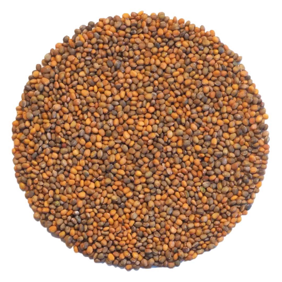 Cera Complete Biological Fruit Fly Trap And Bait – GROW FOLK