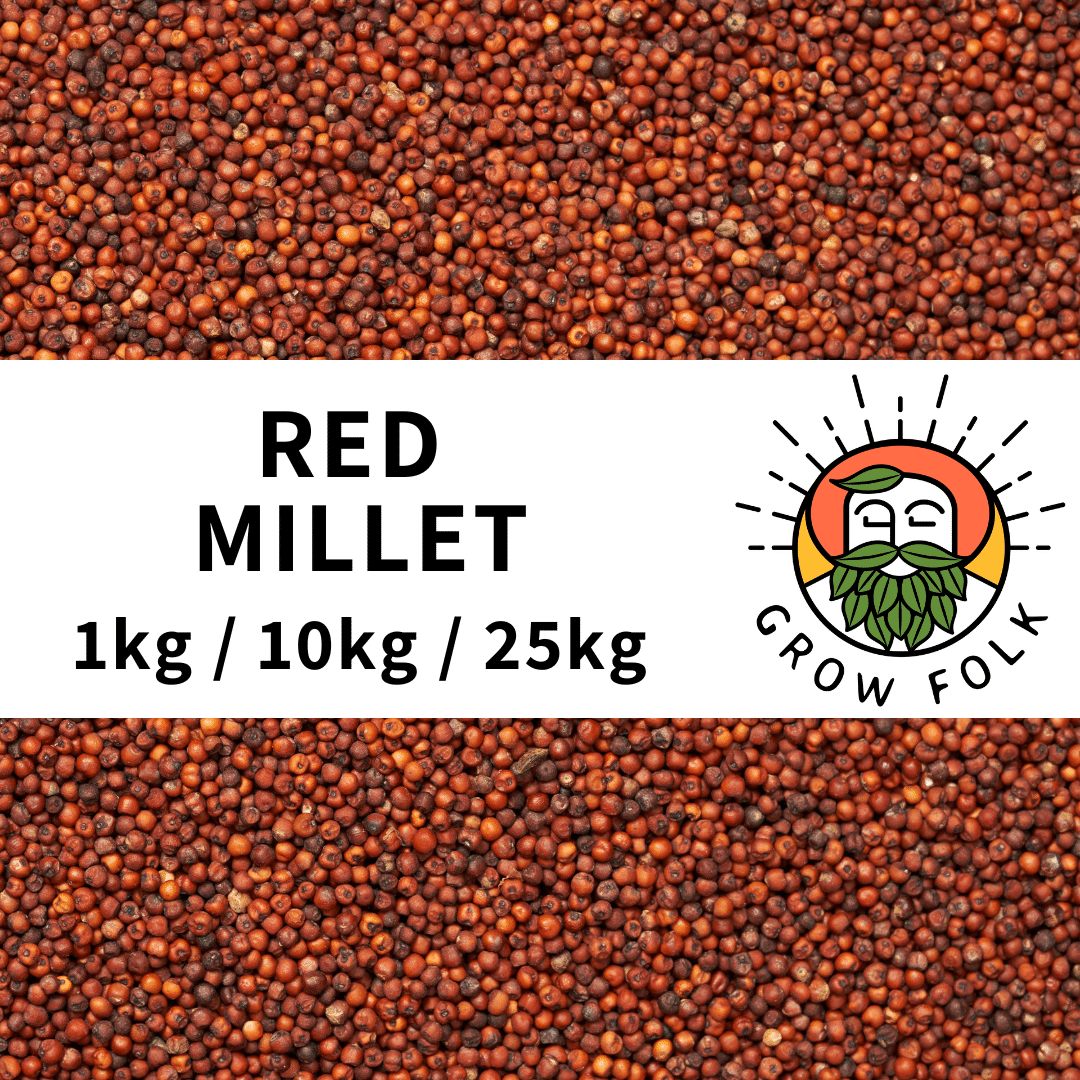 Red Millet Grain – GROW FOLK