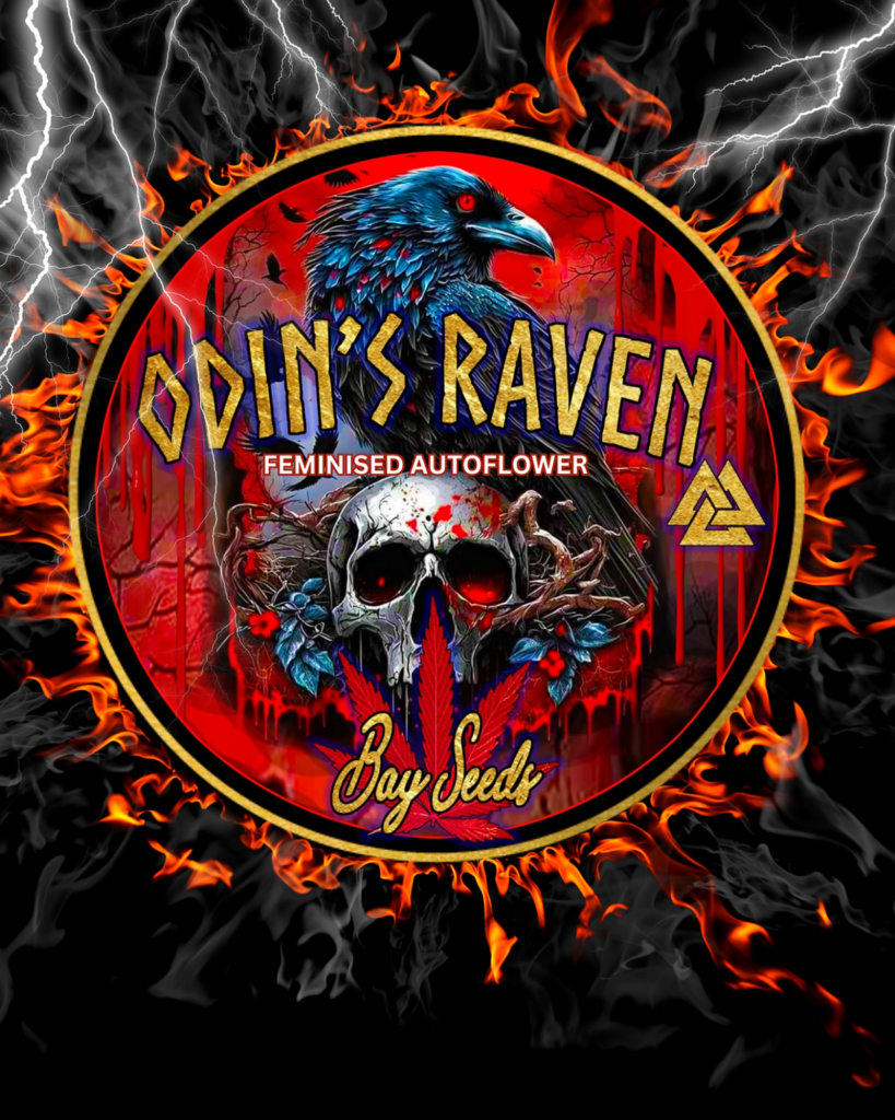 Odin's Raven Fem Auto – GROW FOLK