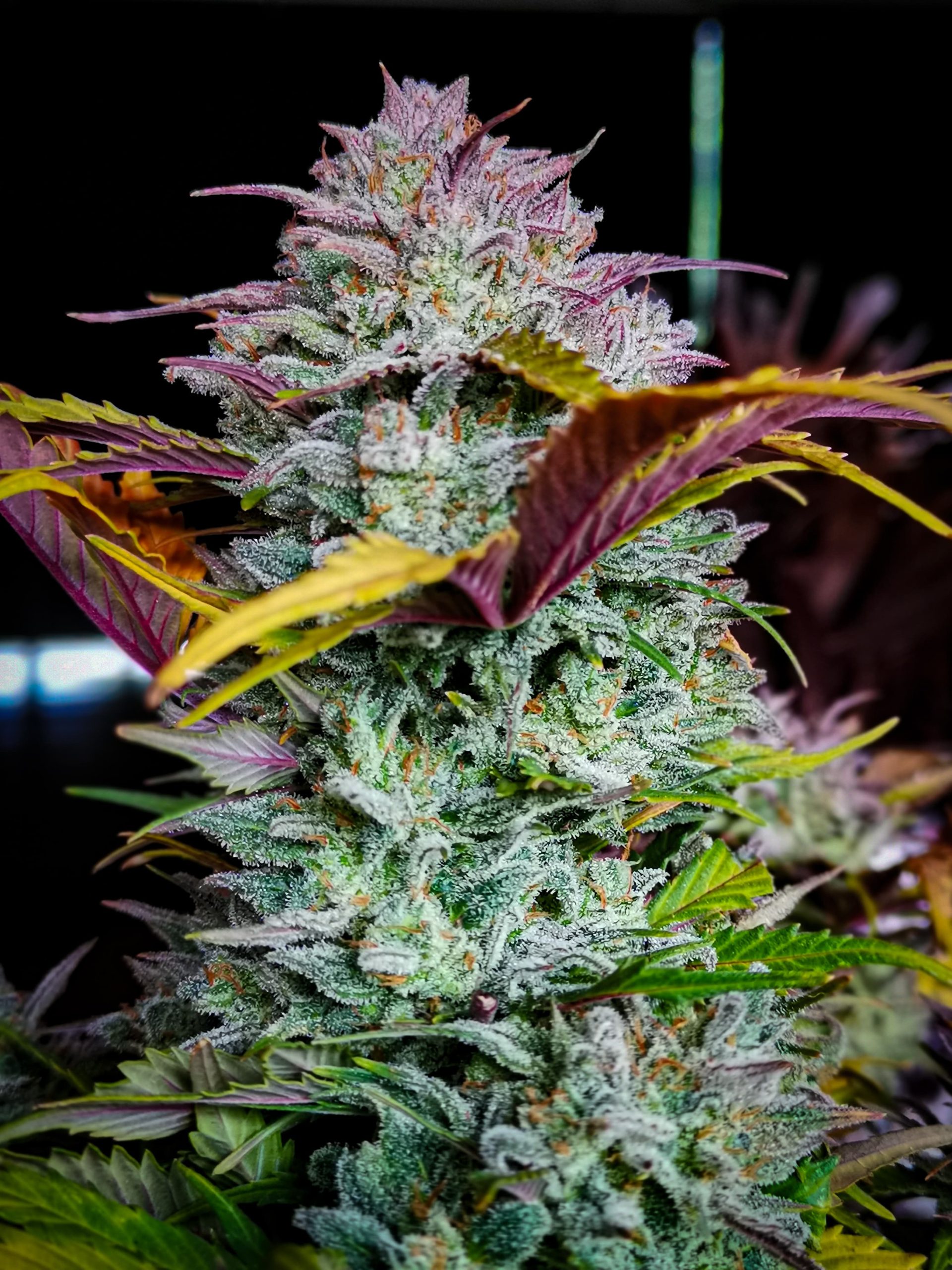 Odin's Raven Fem Auto – GROW FOLK