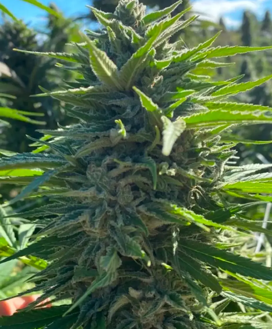 Wedding Cake Auto Seed 3+1 – GROW FOLK